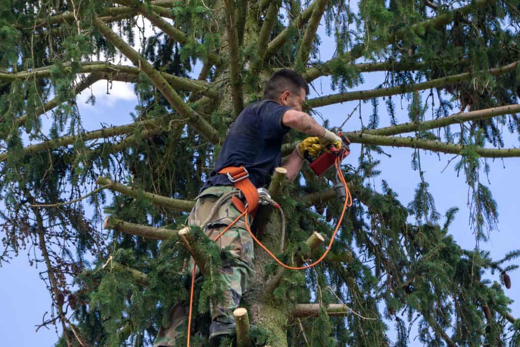 Roubic Tree & Landscape LLC | Tree Service | Greater Cleveland