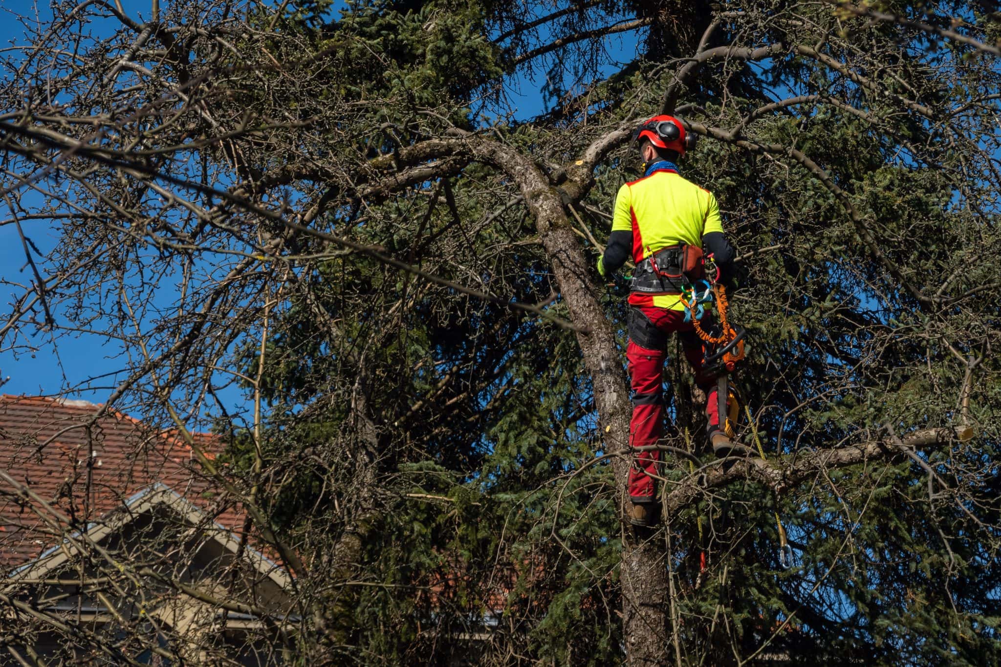 Roubic Tree & Landscape LLC | Tree Service | Greater Cleveland